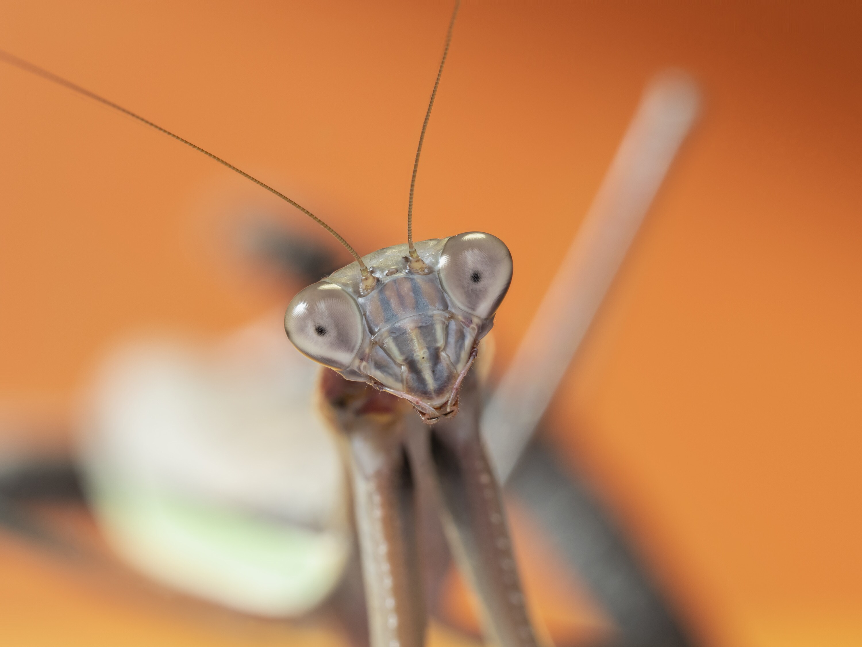 Poo Poo Platter Bugs Life