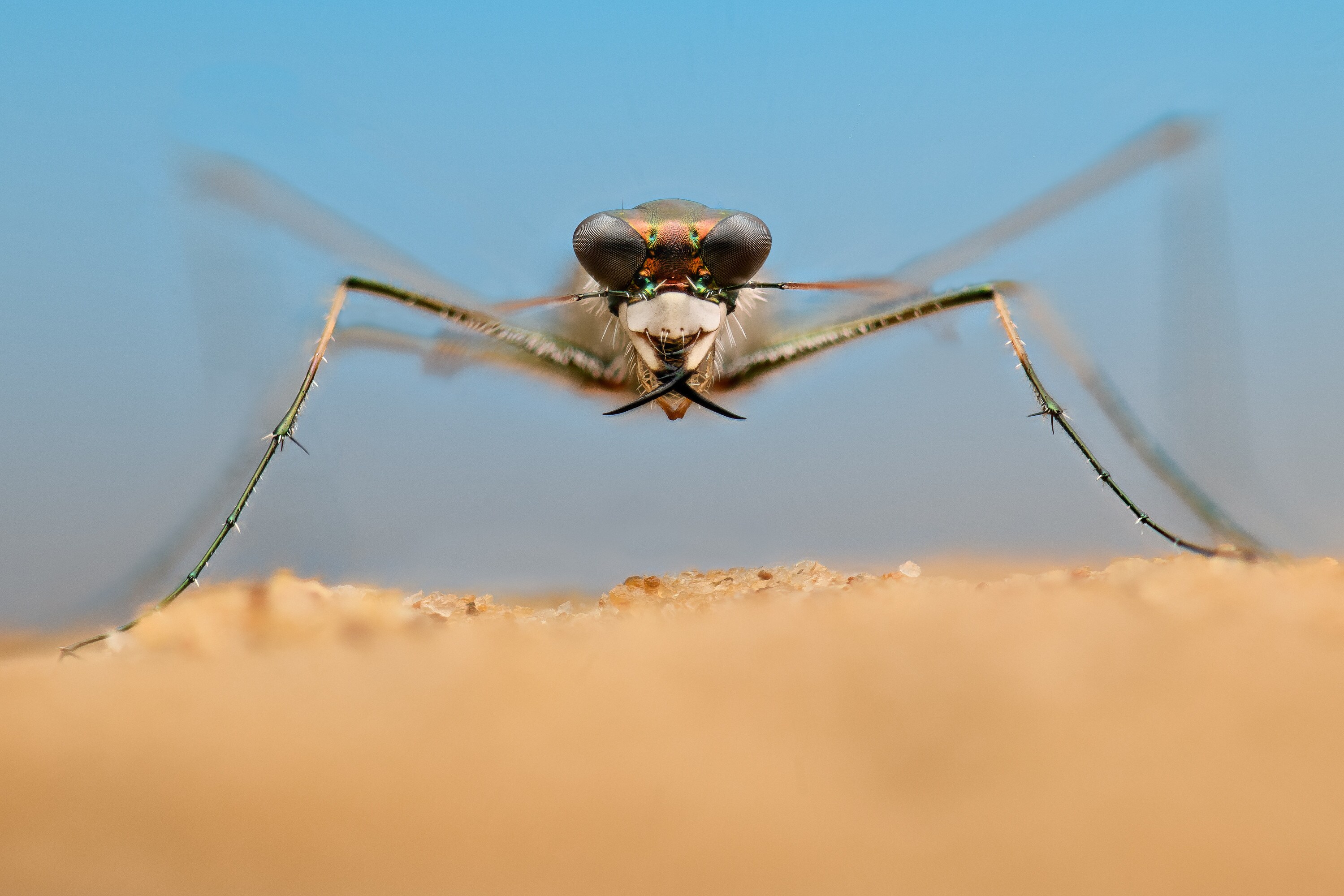 Bug Life 1920x1200