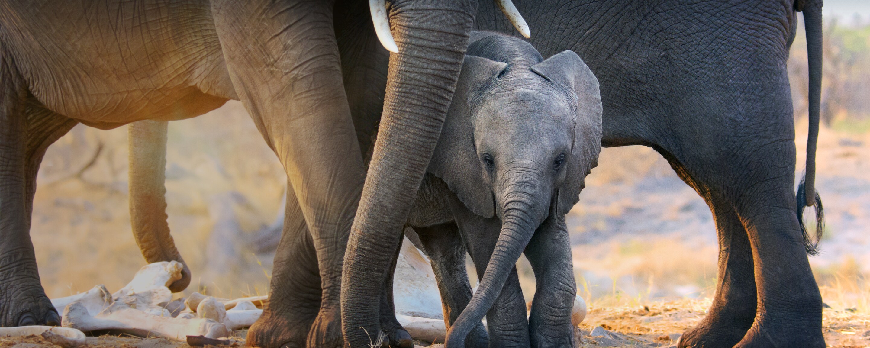 Disney Australia & NZ | The Official Home For All Things Disney