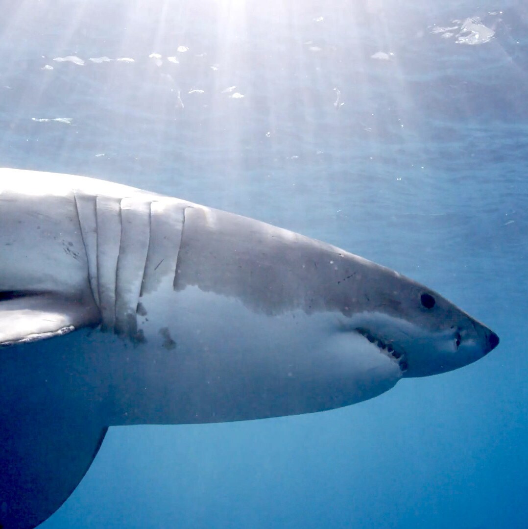 NATIONAL GEOGRAPHIC’S MOST ANTICIPATED ANNUAL SUMMER SHARK-TASTIC FEST ...