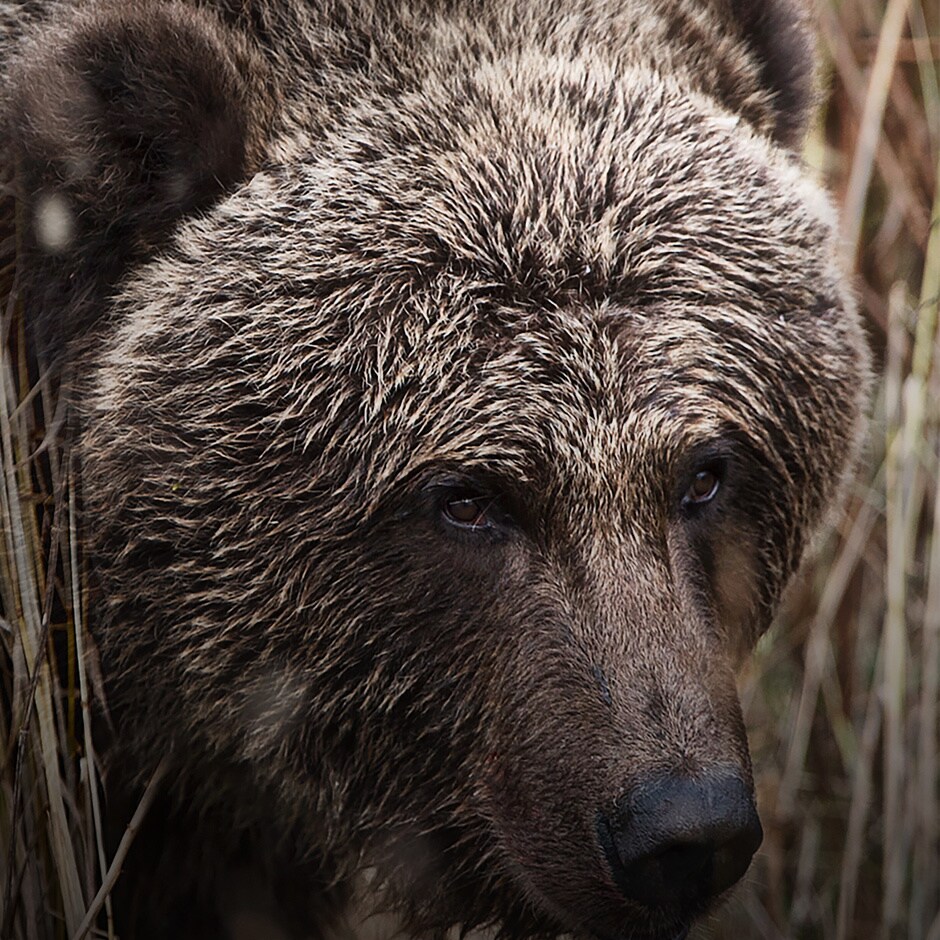 National Geographic Content on Disney+ this June | Disney Australia