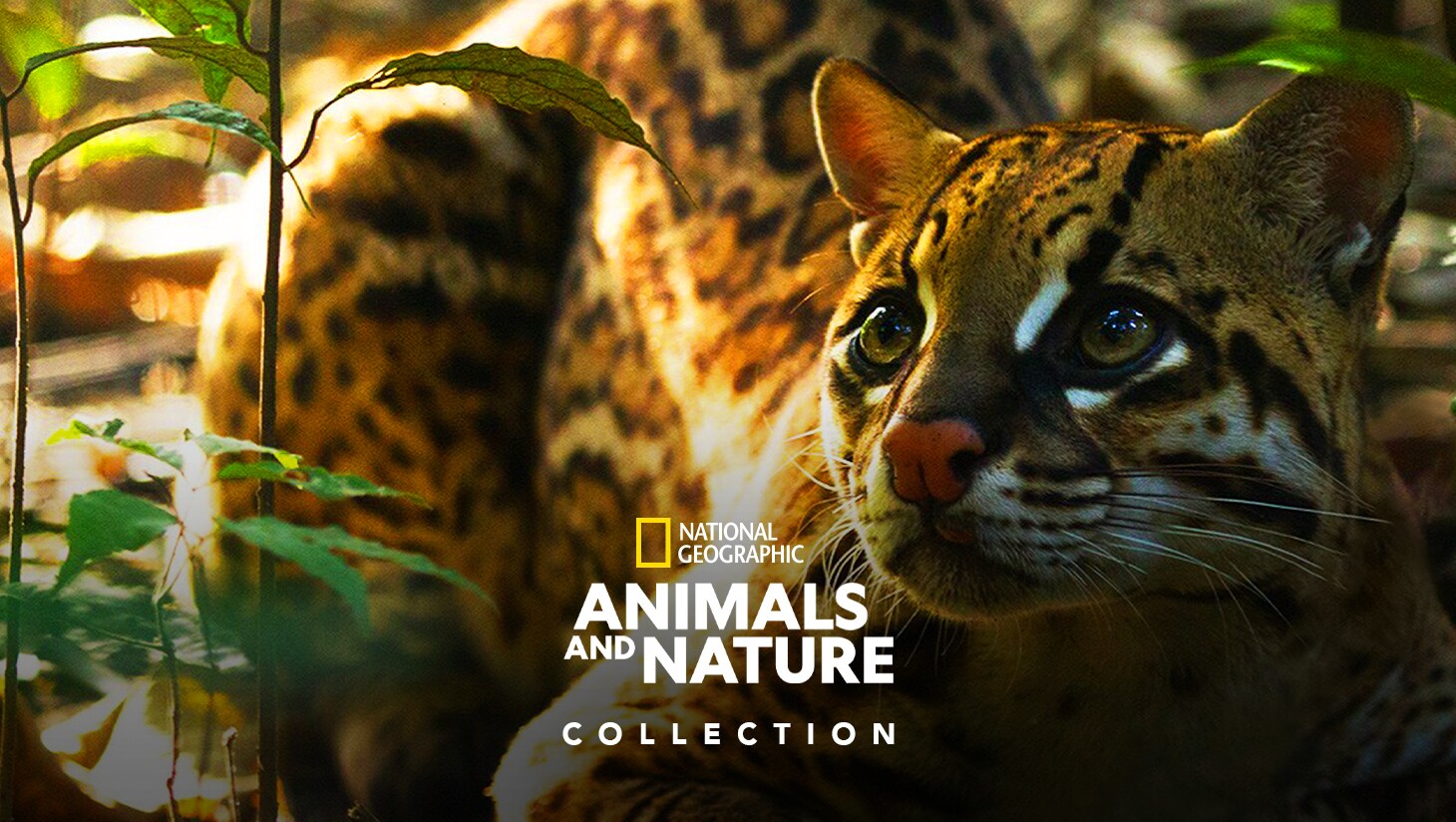 Disney Online - The Official Home Page of The Walt Disney Company!