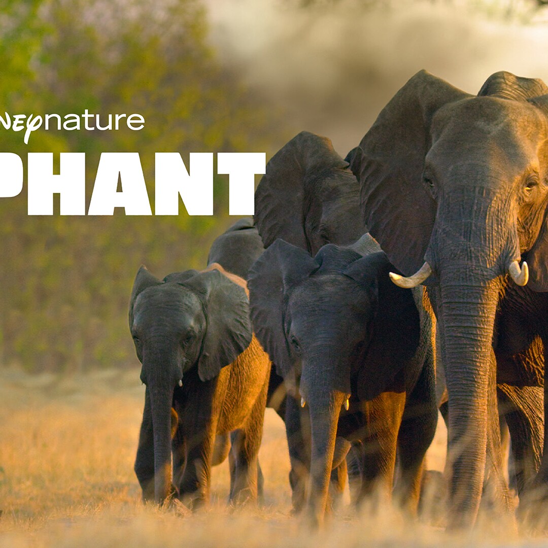 Disney+ Honors Earth Month with New Disneynature Films Debuting on ...