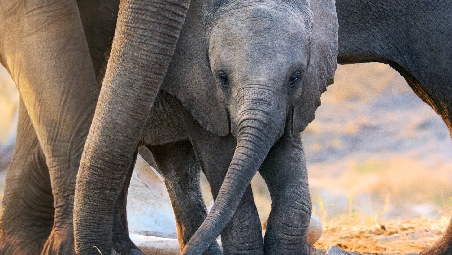 Disney UK | The Official Home For All Things Disney