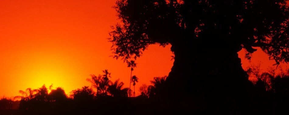 Get Lost In These Photos of Disney Parks At Sunset | Disney News