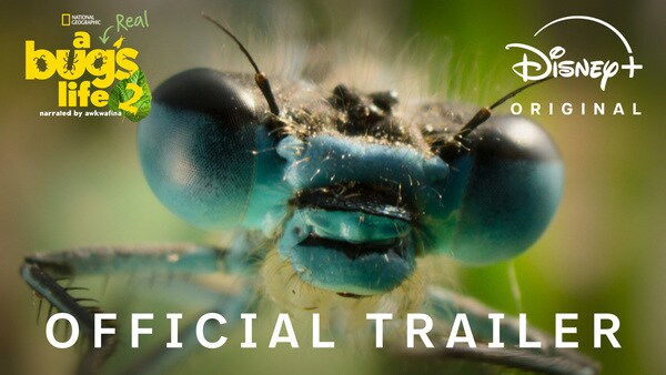 Insects Documentary Bugs! (Short 2003) IMDb