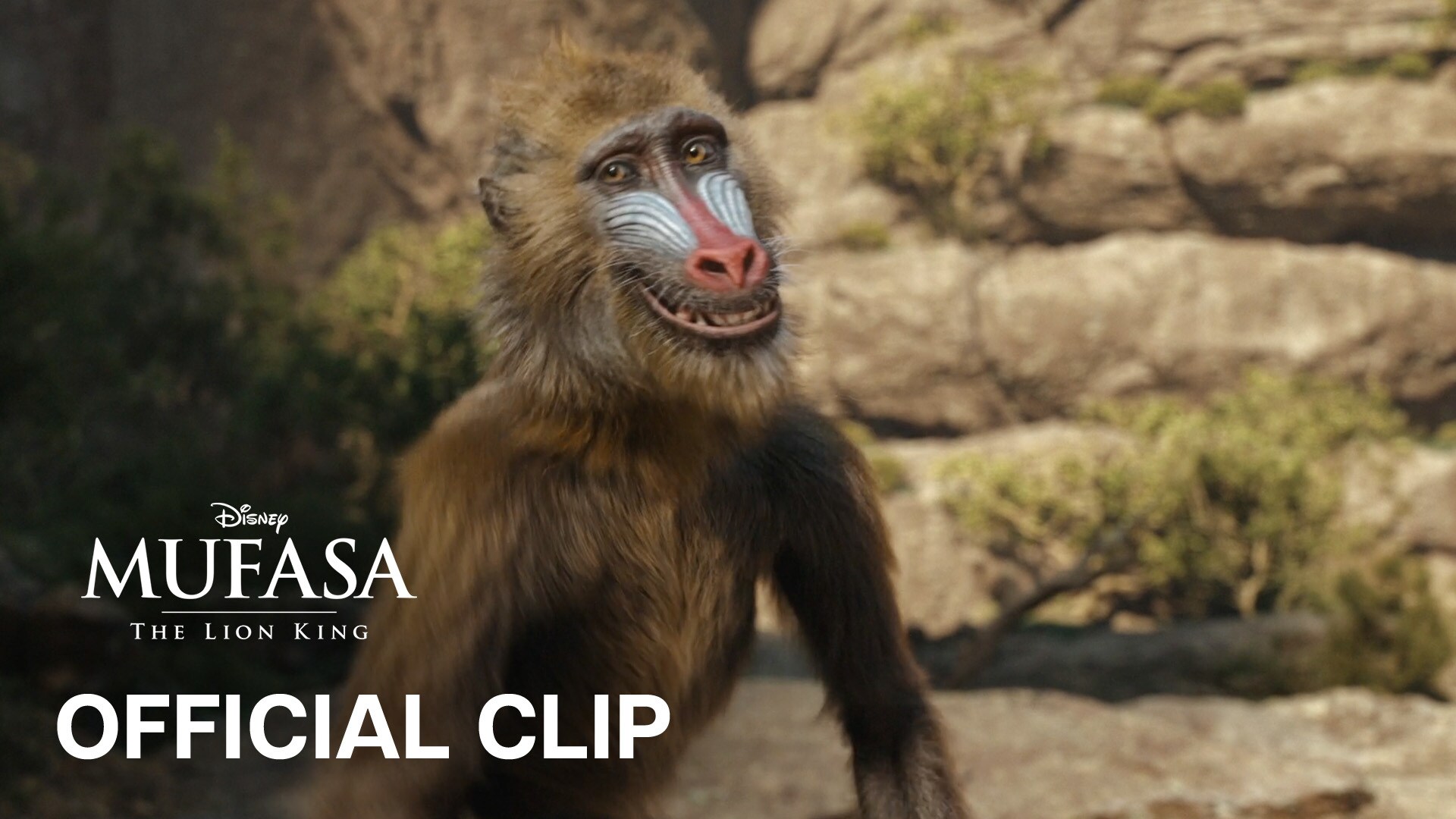 Mandrill Lion King Memphis Zoo Takes The Big Screen In Mufasa: The