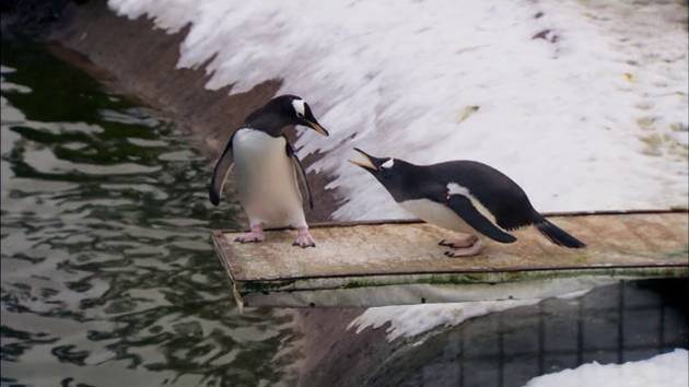 Penguins and Bats - Conversations: Sounds In Space | StarWars.com