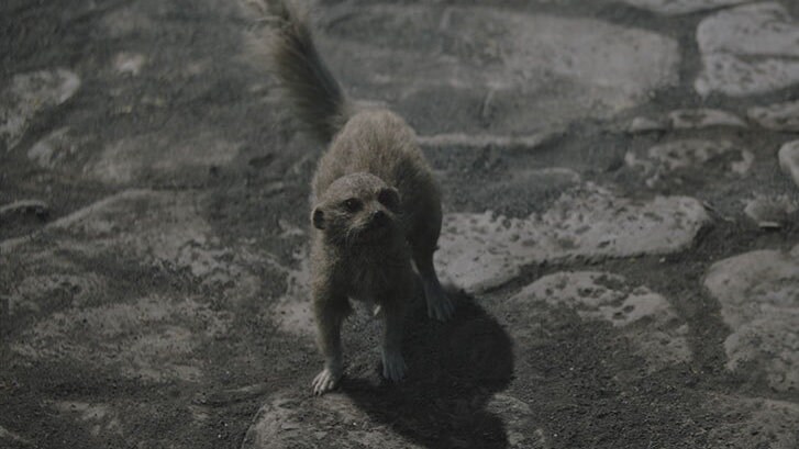 lava meerkat | StarWars.com