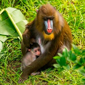 Disney’s Animal Kingdom dá as boas-vindas a um bebê Mandril | Disney Brasil