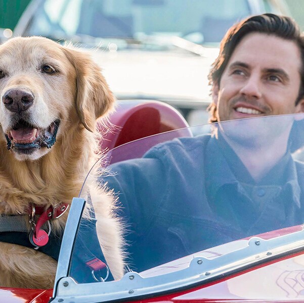 Las 6 películas con perros para emocionar a los amantes de los animales ...