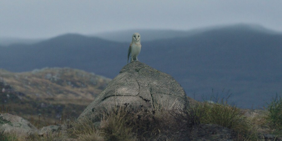 Morai | StarWars.com