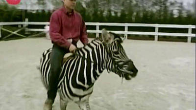 Riding Zebra