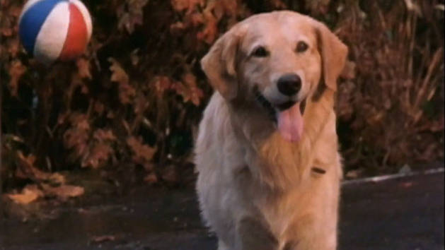 Ver Air Bud Online Gratis - nuscperelcine