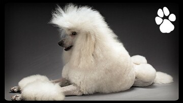 Poodles For The Win | Disney Channel