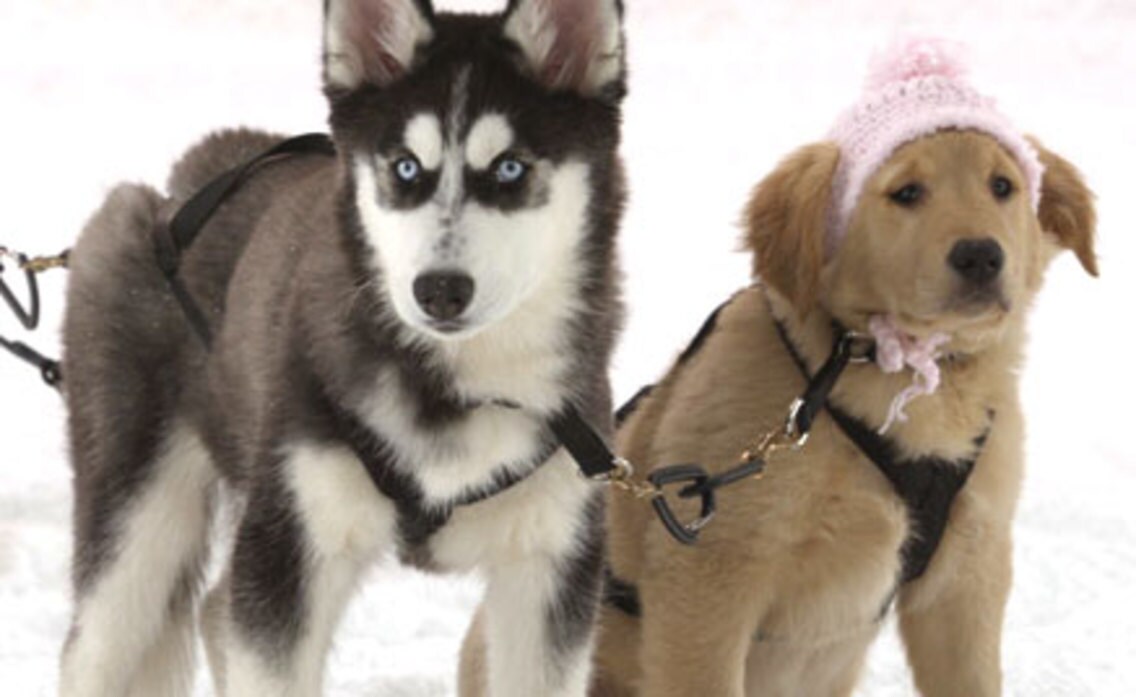 Rosebud Buddies Air Buddies