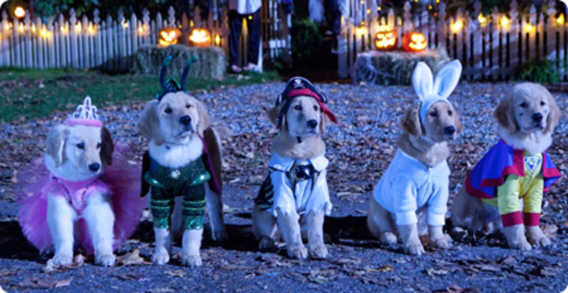 Spooky Buddies B Dawg