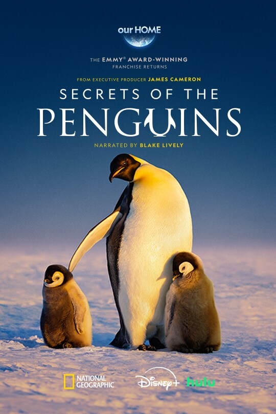 Secrets of the Penguins | On Disney+