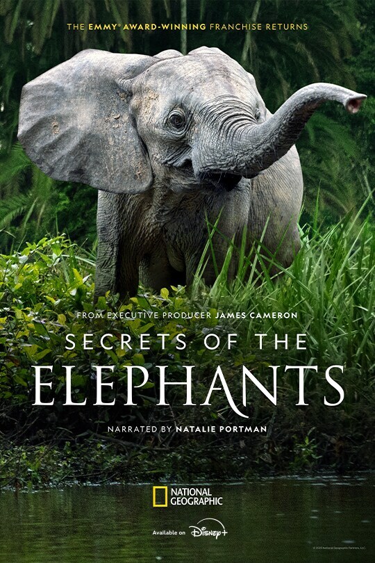 Secrets of the Elephants | On Disney+