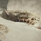 Sarlacc Pit | StarWars.com