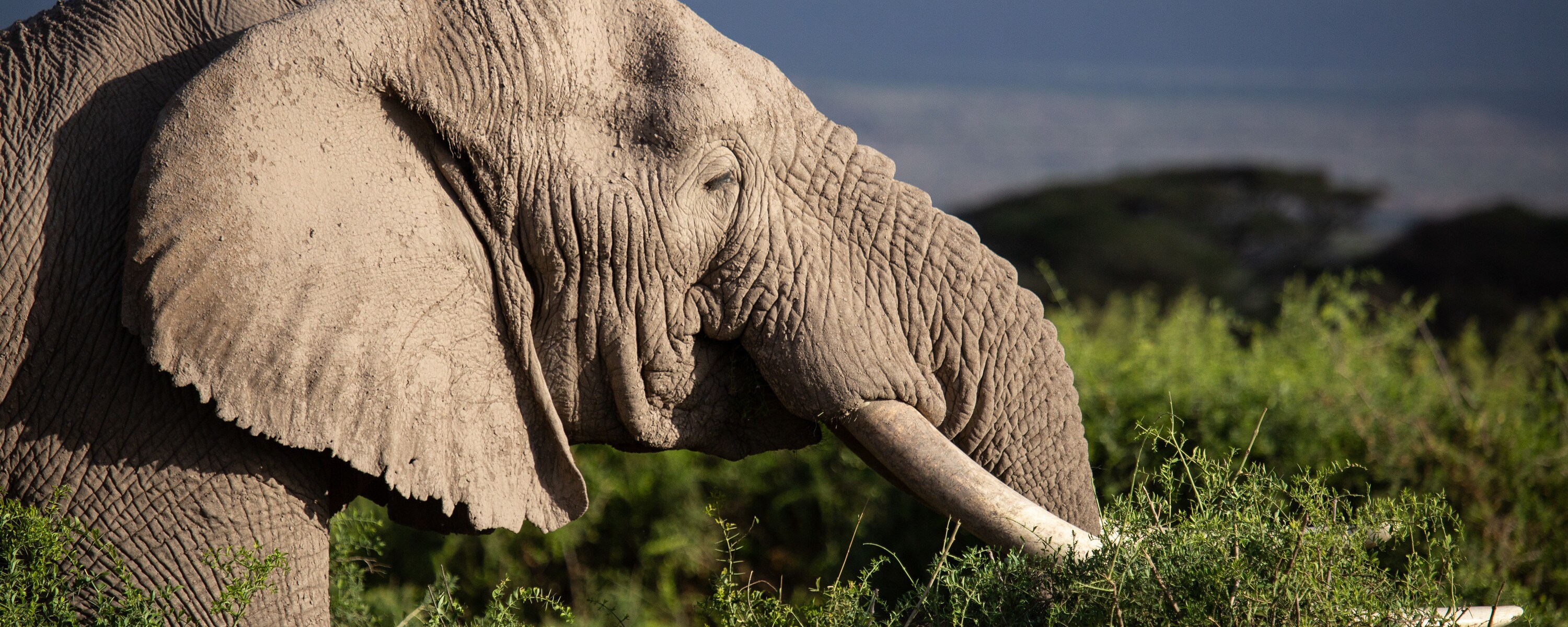 Ogromne, tajemnicze i… wrażliwe. „Sekretne życie słoni” w National ...